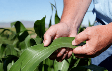 Career Profiles | Careers in Agriculture | AgCareers.com