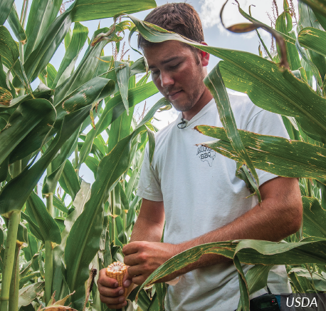 Crop Scout | Career Profile | AgCareers.com