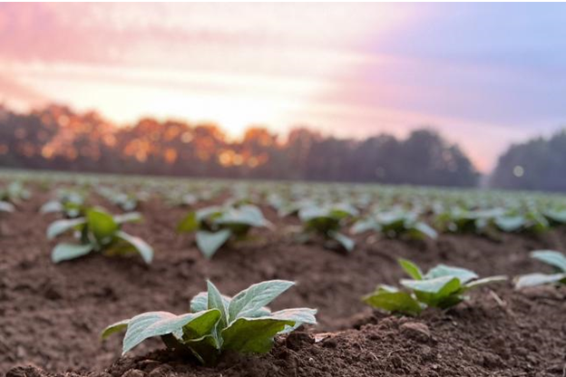 AgCarolina Farm Credit Jobs and Careers | AgCareers.com