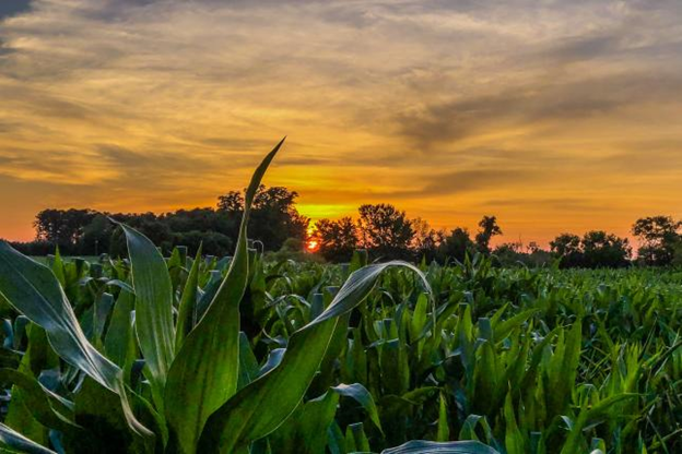 AgCarolina Farm Credit Jobs and Careers | AgCareers.com