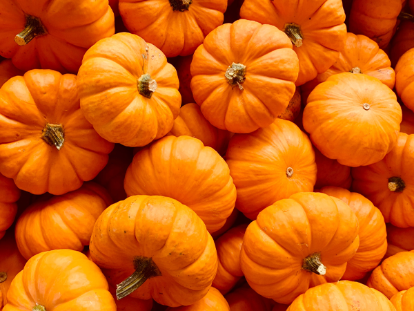 Seneca Foods Corporation Jobs and Careers | AgCareers.com