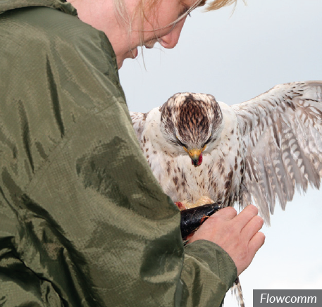 Falconer | Career Profile | AgCareers.com