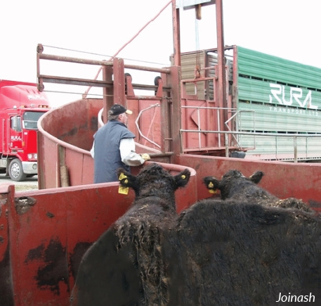 Livestock Loader | Career Profile | AgCareers.com