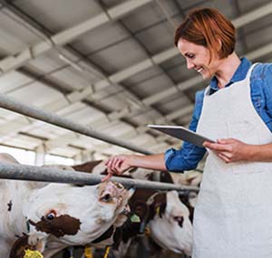Dairy Farm Manager | Career Profile | AgCareers.com