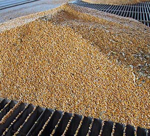 Grain Grader | Career Profile | AgCareers.com