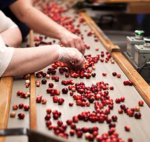 Sorter | Career Profile | AgCareers.com