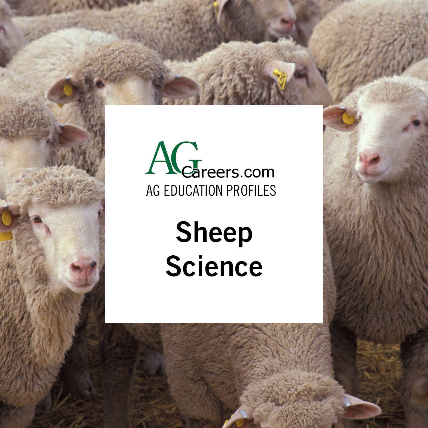 Sheep Science | Education Profile | AgCareers.com