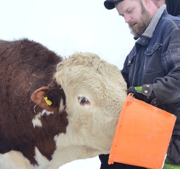 Beef Farm Worker | Career Profile | AgCareers.com