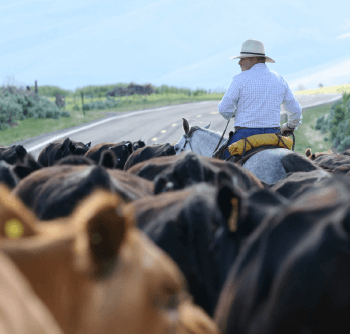 Herdsperson | Career Profile | AgCareers.com