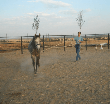 Horse Trainer / Instructor | Career Profile | AgCareers.com