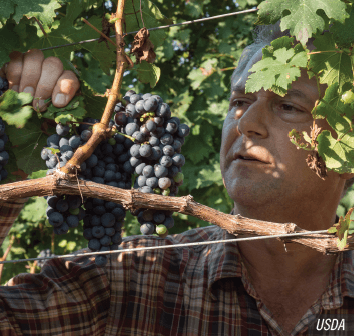 Viticulturist | Career Profile | AgCareers.com